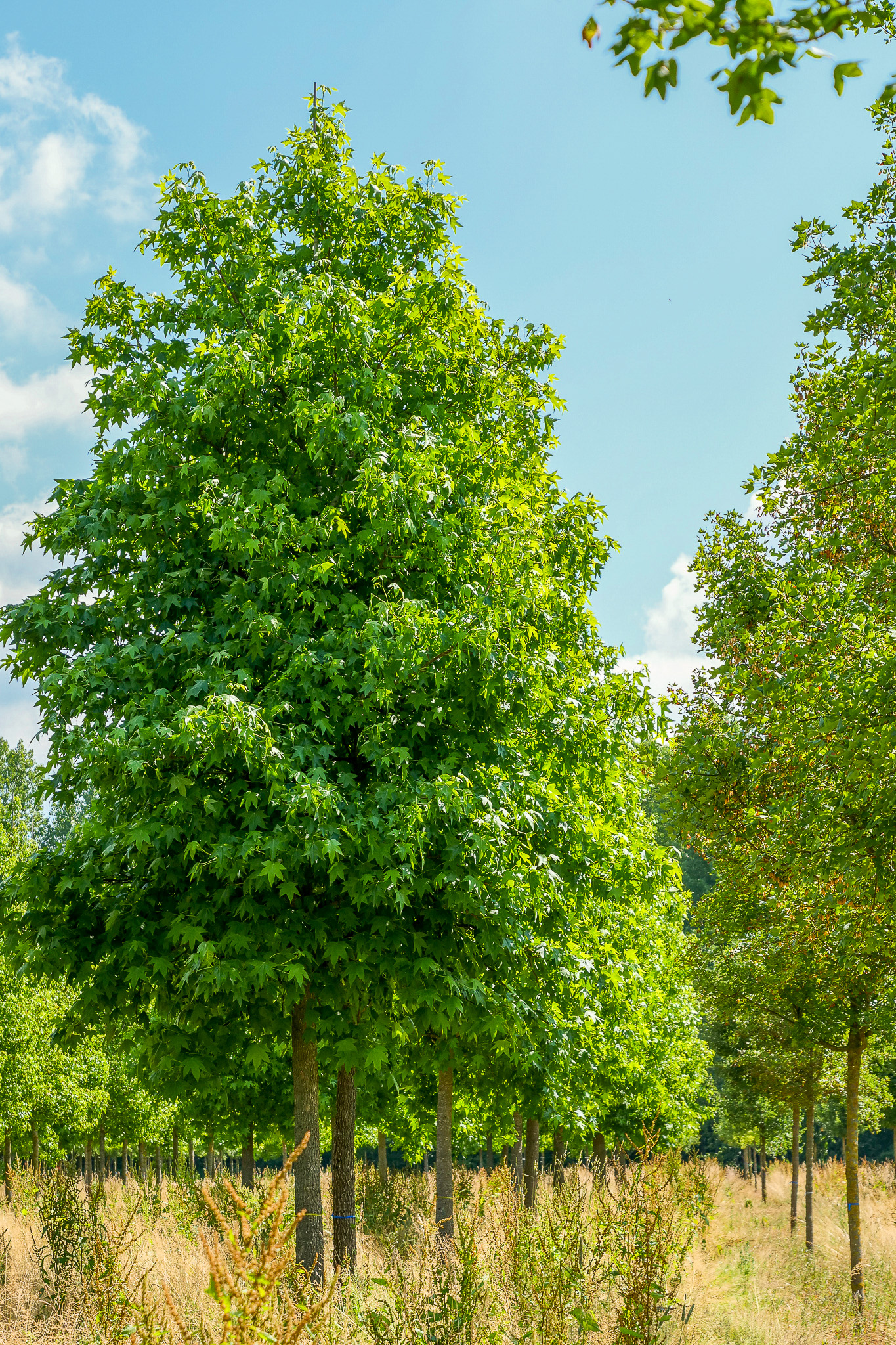 Liquidambar styraciflua | Amberboom - Van den Berk Boomkwekerijen